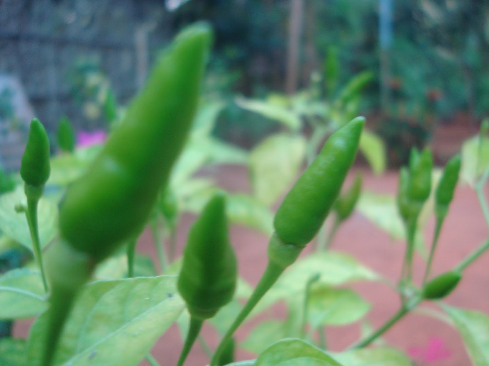 NATURAL PHOTOS AND WALLPAPERS: KAKITHA POO