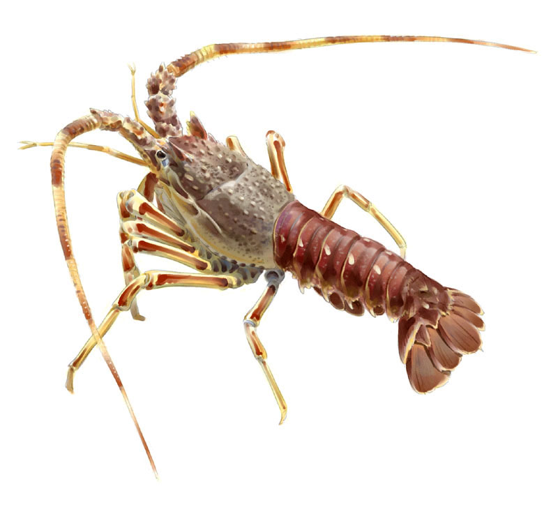 Especies marinas de interes bromatologico: Palinurus elephas (Fabricius ...