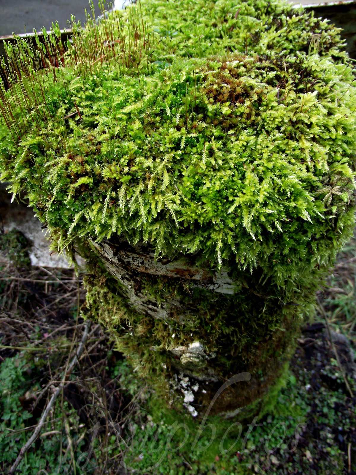 Photos by Jan: Triangle Lake, Oregon and Further Adventures