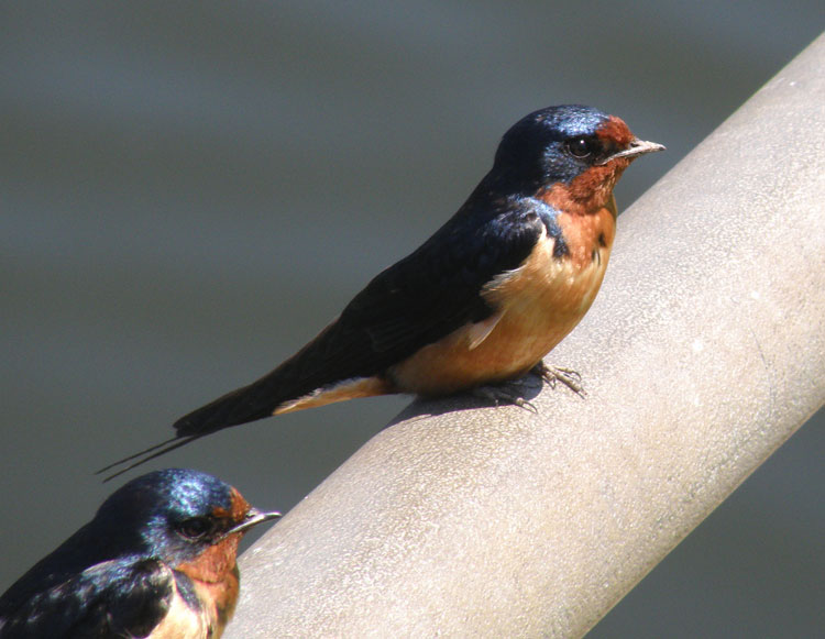 Northern Illinois Birder: Barn Swallows: April Migration to Northern ...
