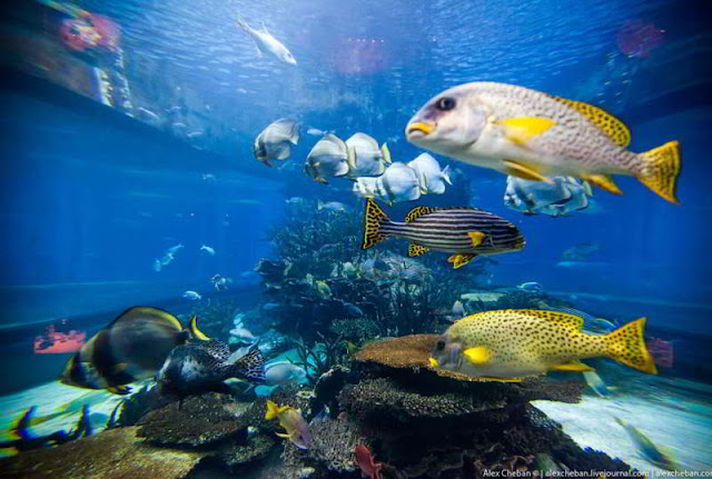 Al Mahara: Δείτε το υποβρύχιο εστιατόριο του Burj Al Arab! – διαφορετικό