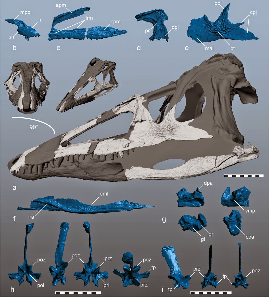 The Dragon's Tales: Carnufex carolinensis: a new Bipedal Crocodylomorph ...