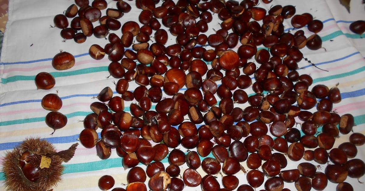 Bila mama Kukunka,bio tata Taranta: Evo šumskih plodova iz Zagorja