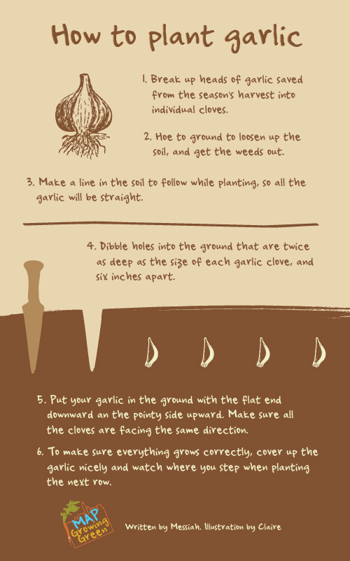 Planting garlic on MAP's farm