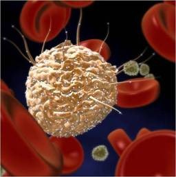 CELLMAXX: OBAT CELLMAXX