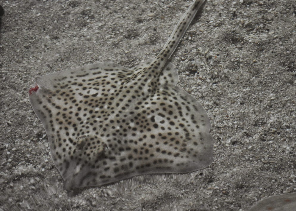 ZOOTOGRAFIANDO (6.100 ANIMALS): RAYA PINTADA (Raja montagui)