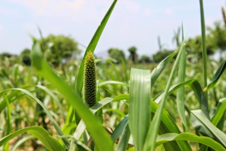 Alambadi Stoneage Rock Art Site (Villupuram - Tamil Nadu) | My ...
