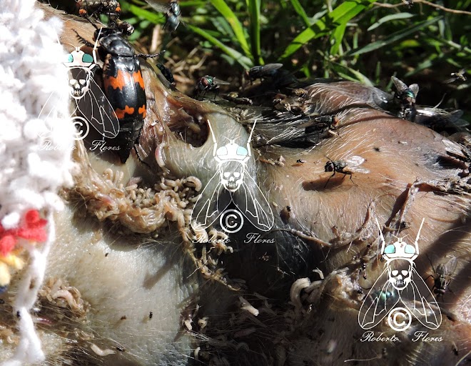 Breve historia de la entomología forense