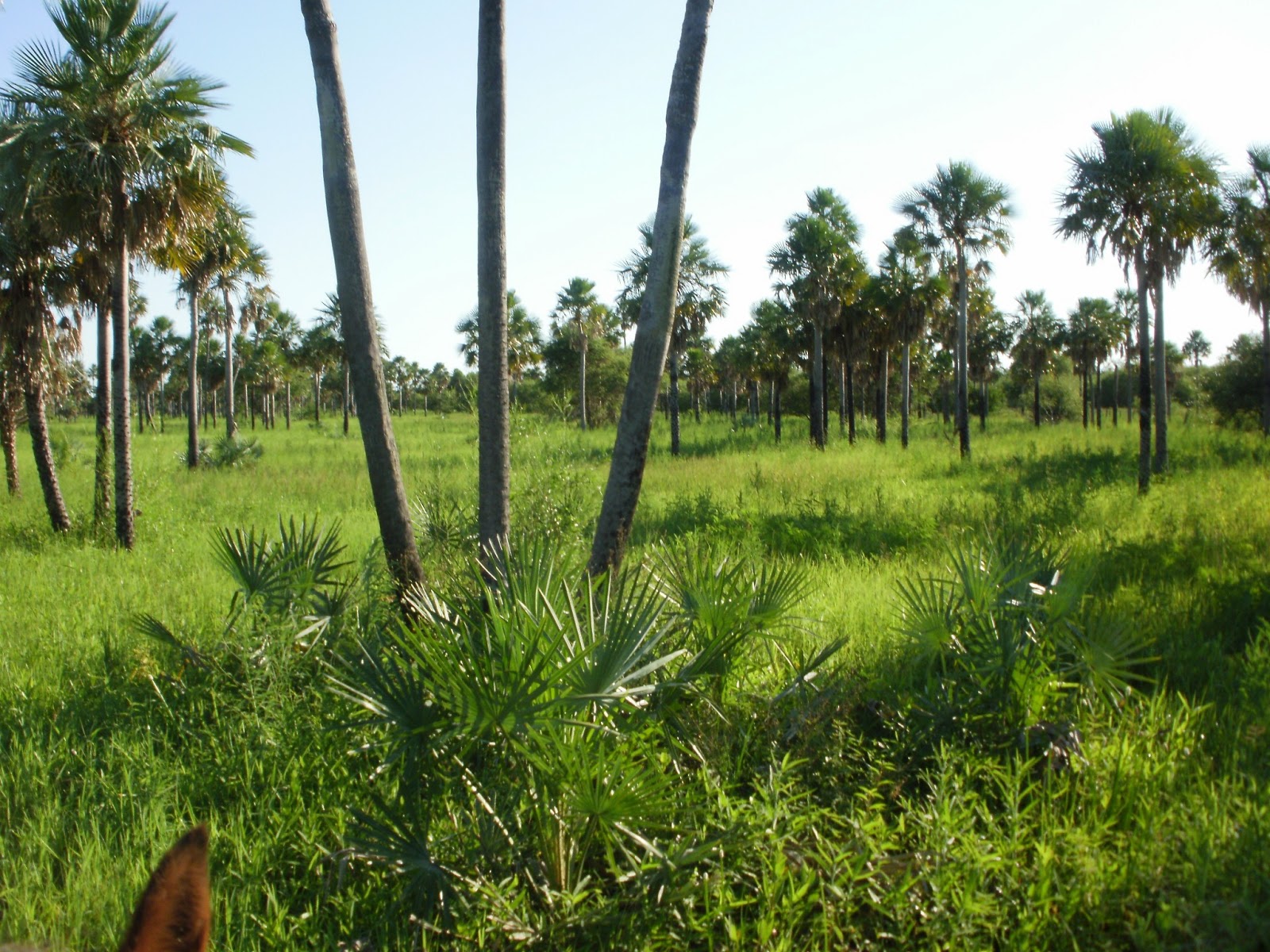 Ventas de Campos Paraguay