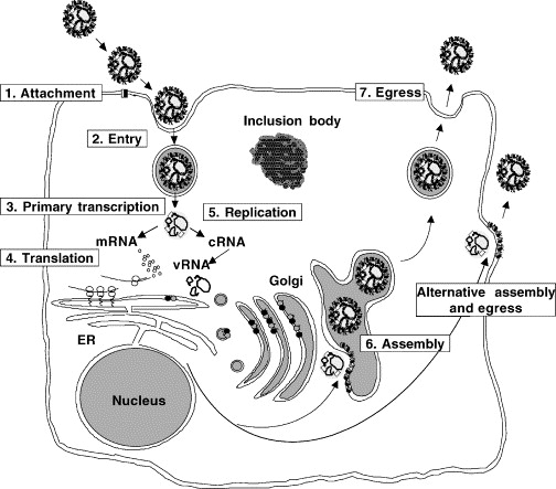 Infection Landscapes: Rift Valley Fever