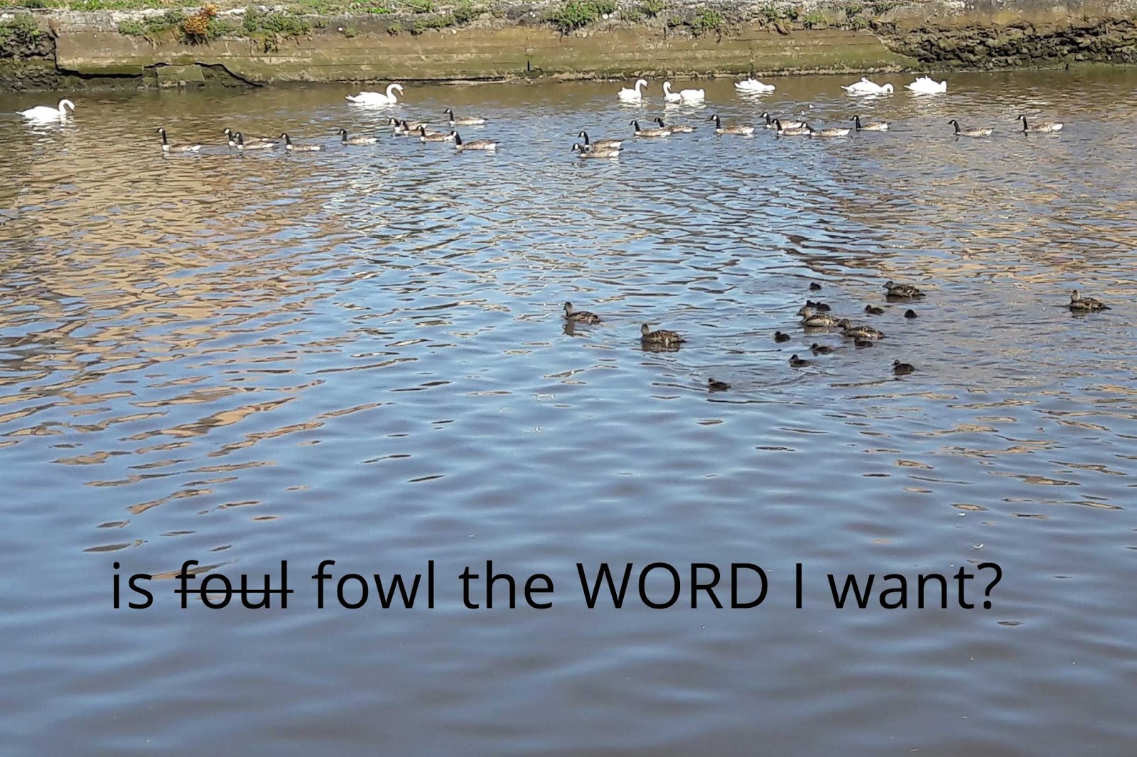 helena's creative maven: 6 words - word