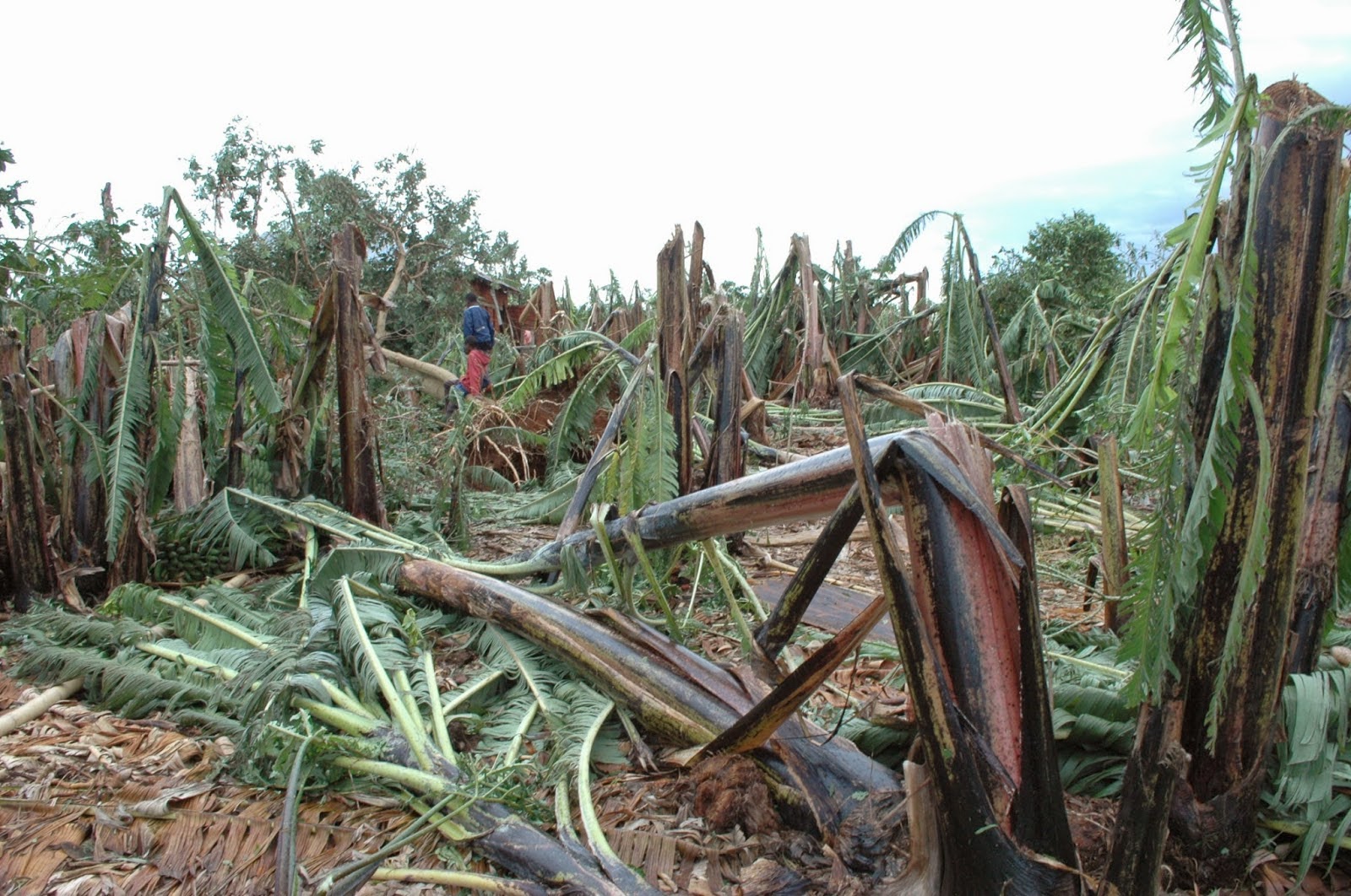 KISIMA CHA FIKRA: Maafa Kamachumu