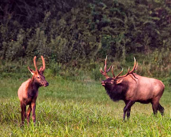 Arkansas Wildlife Photography: Introducing "Hooks", 2013 Rut Elk Herd Bull