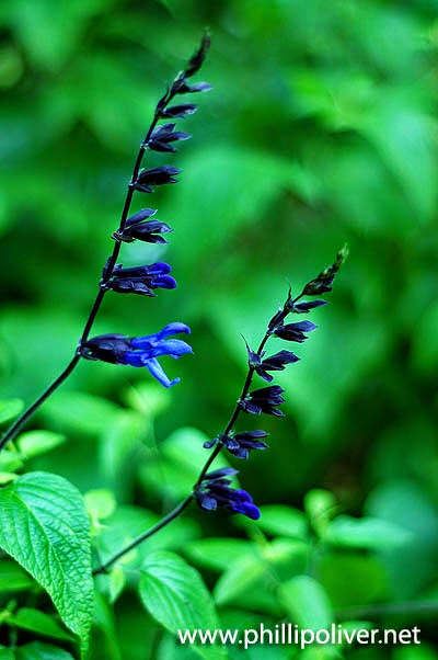 Salvia "Black and Blue"