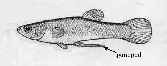 Tu Blog de Acuariofilia: ¿Qué es el gonopodio?
