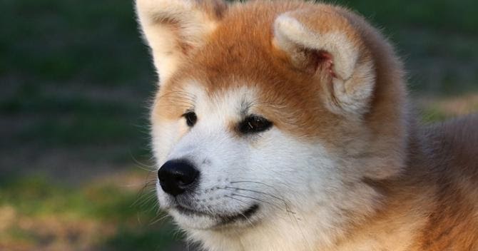 Akita inu prezzo | akita inu cuccioli
