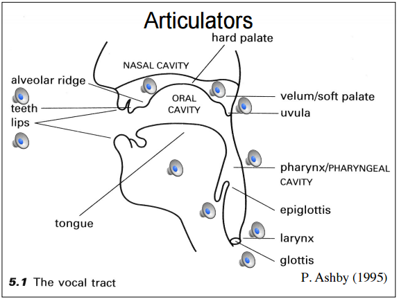 Articulatory Organs