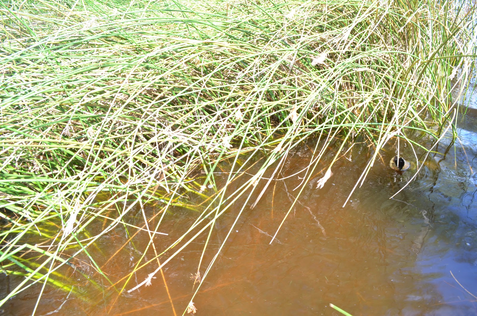 Biodiversity in Saipan - Salvi Villanueva & Patrick Llaban: Susupe Lake!