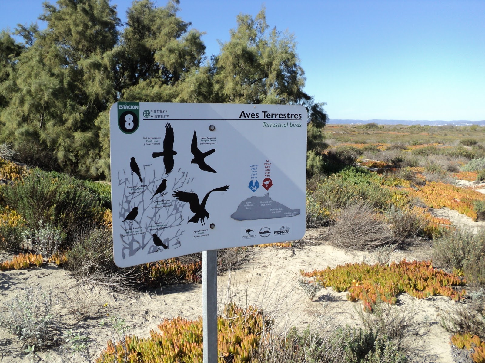 TURISTEANDO POR LA BAJA CALIFORNIA : Reserva ecológica del Estero de ...