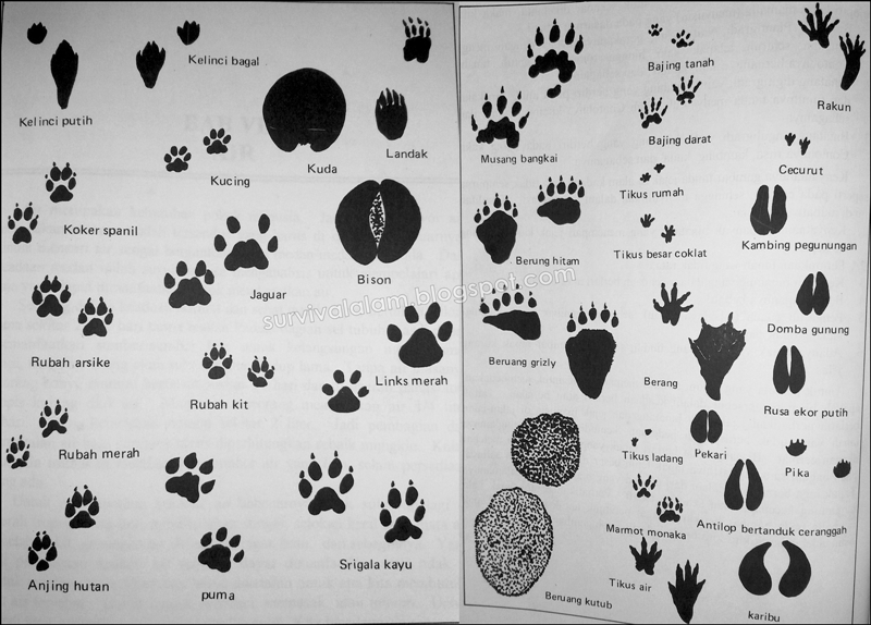 Jenis Tapak Kaki Haiwan Liar