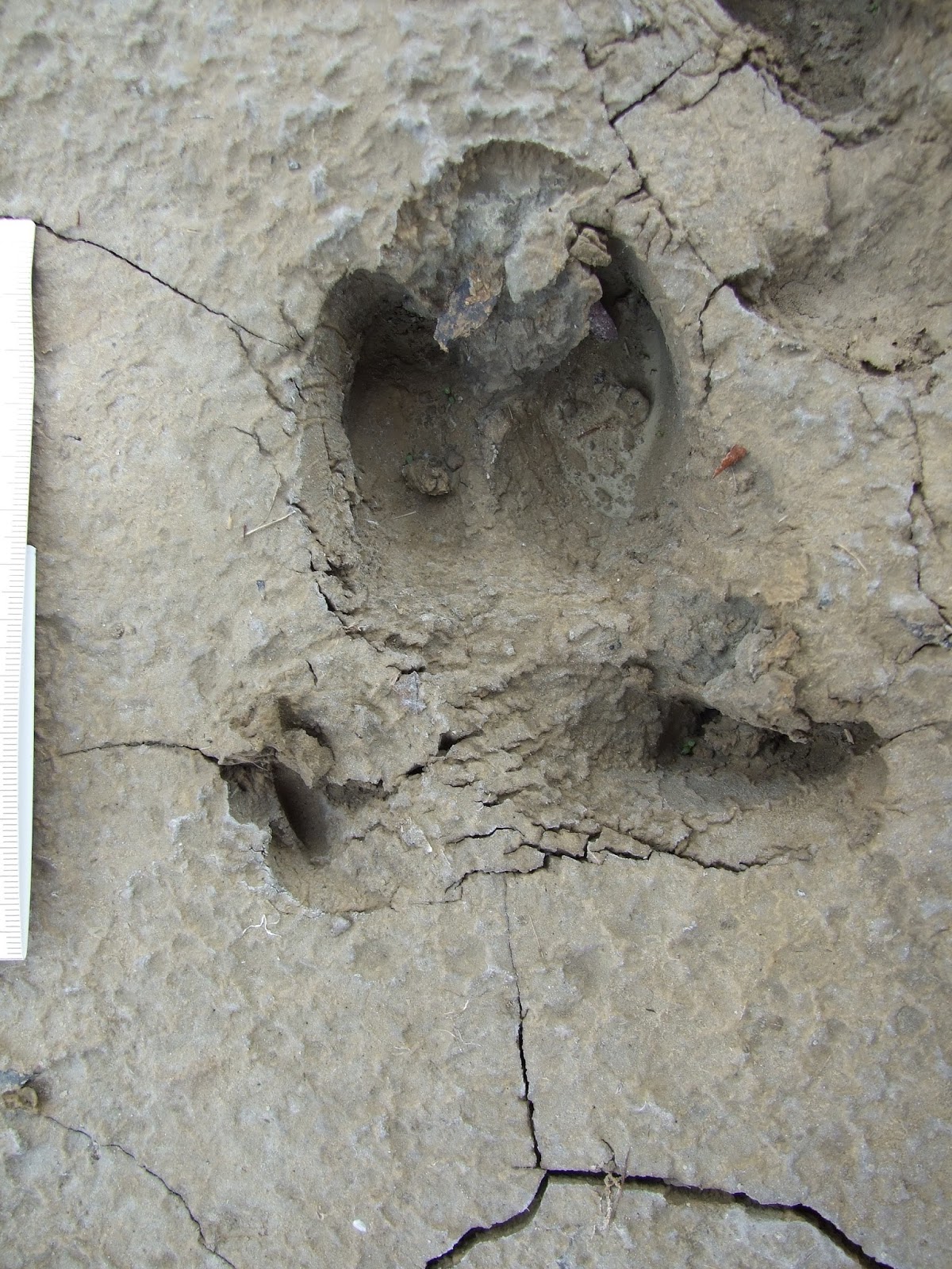 Tracks and signs, wild boar