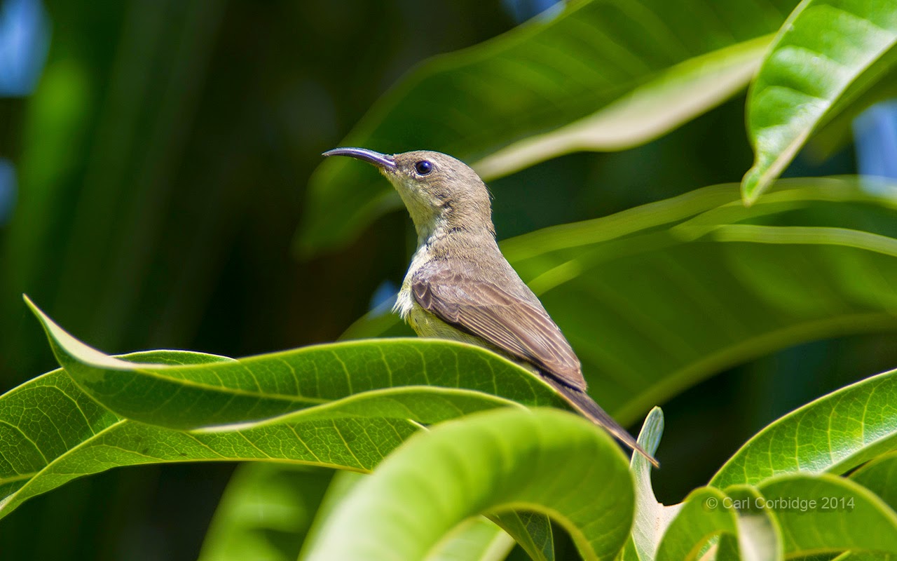 Yorkshire Field Herping and Wildlife Photography: February 2015