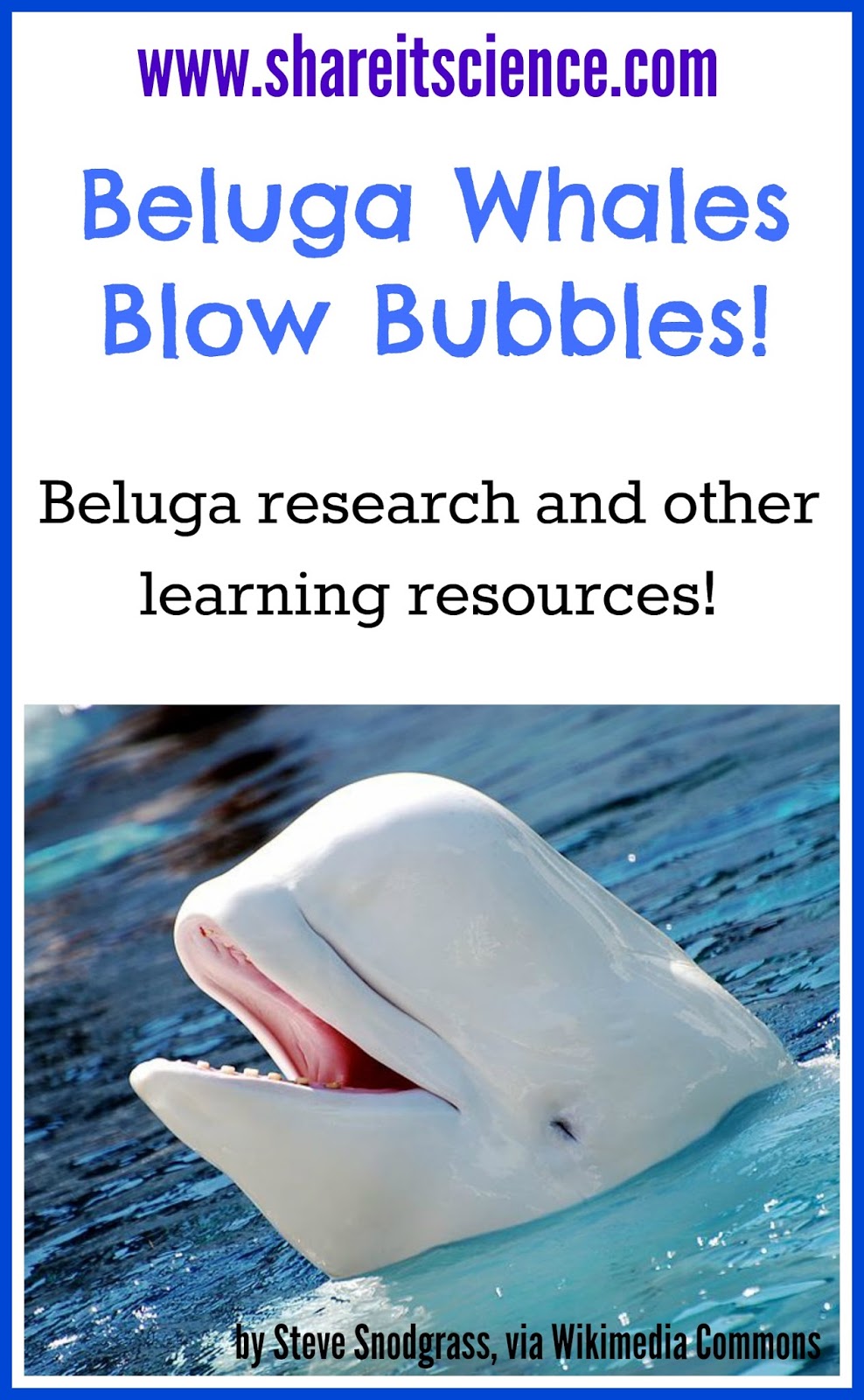 Share it! Science : Beluga Whales Blow Bubbles!
