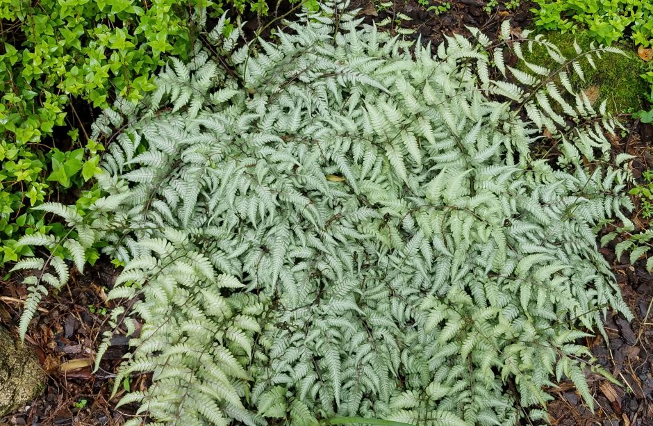 Future Plants by Randy Stewart: Fern - Athyrium ( Painted & Lady Ferns )