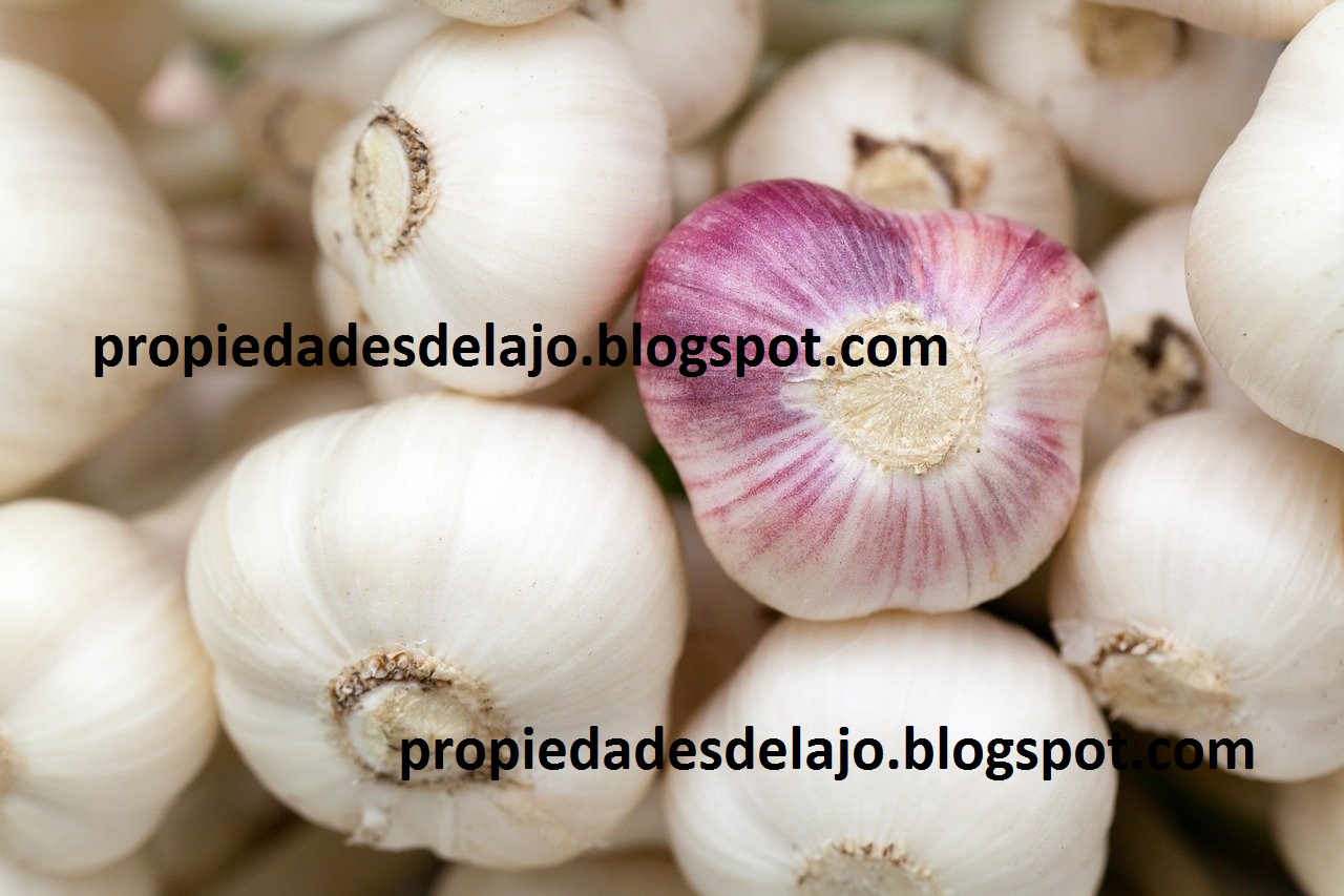 Que es el Ajo y Para que Sirve Como Planta Medicinal