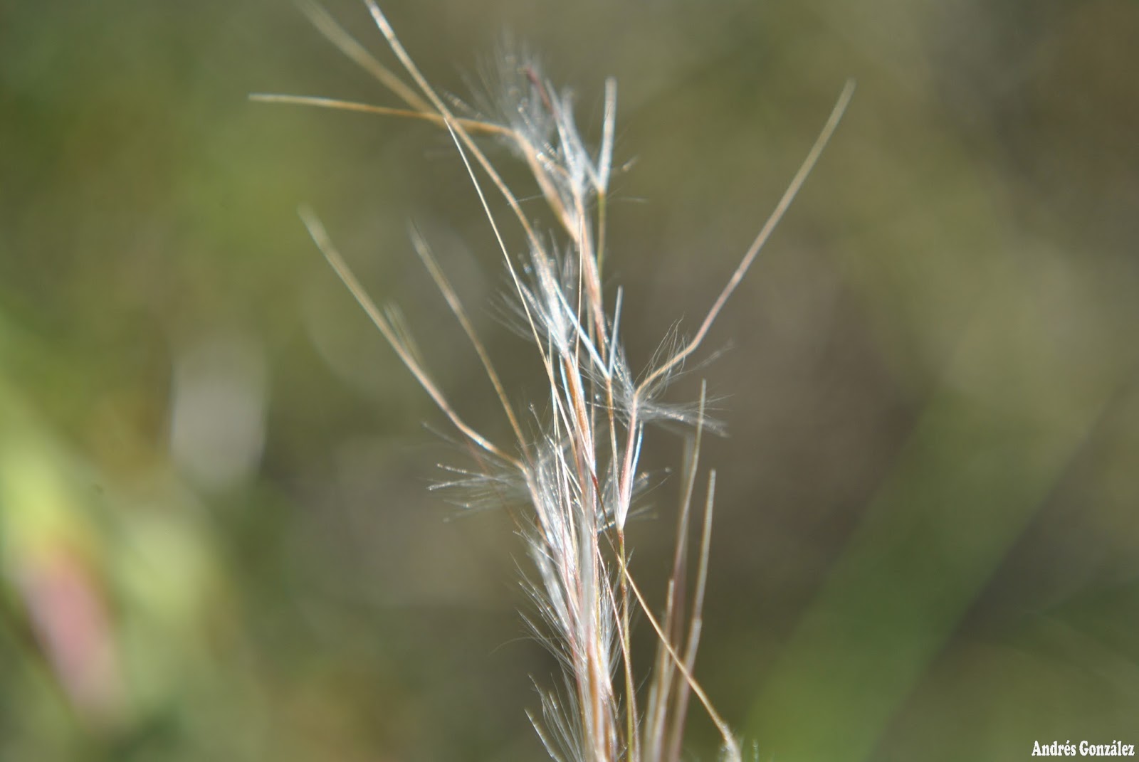 FOTOS DE FLORA NATIVA Y ADVENTICIAS DE URUGUAY : Jarava plumosa. Poaceae