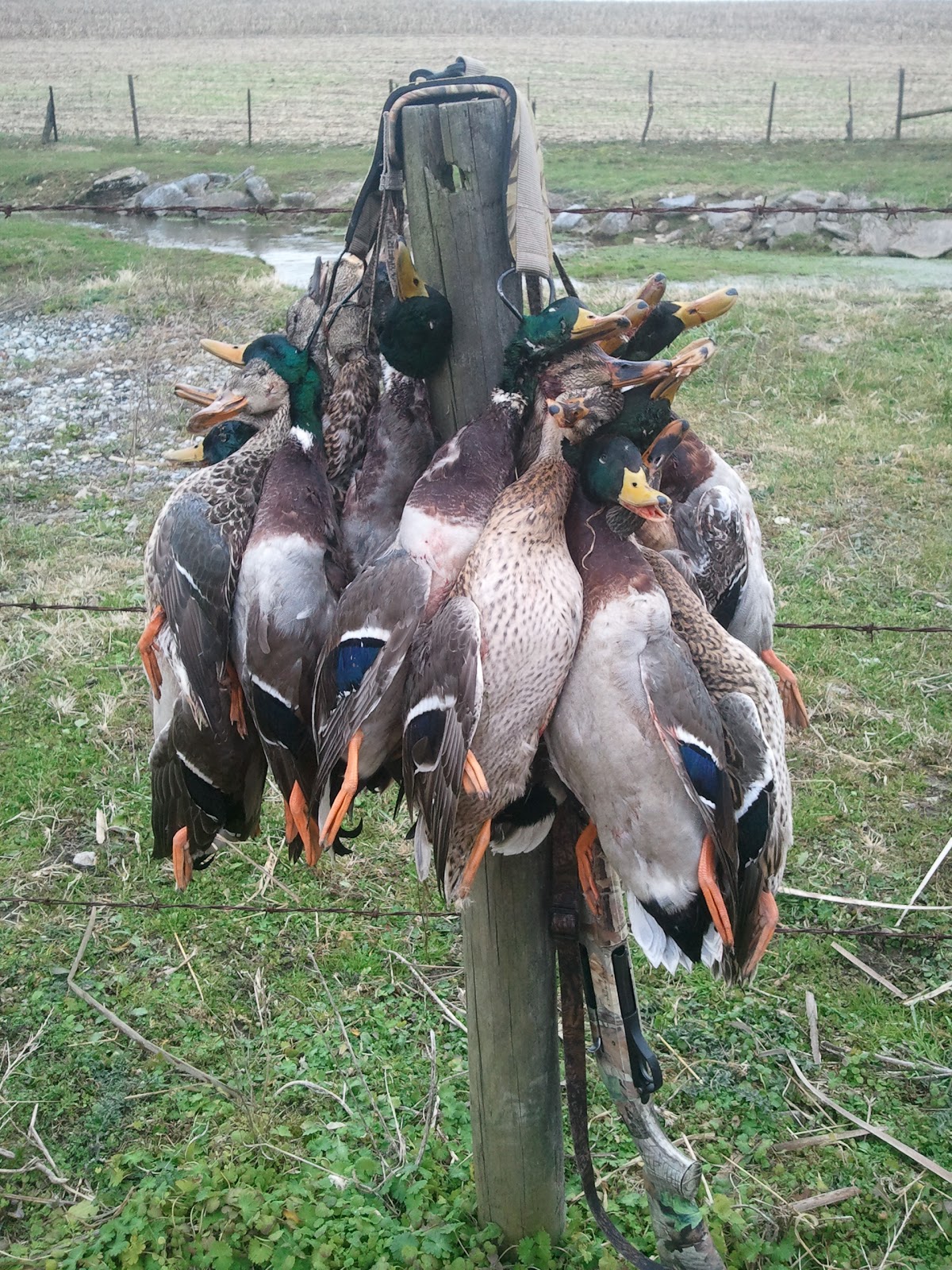 The Redneck Rant: Ducks and days to remember