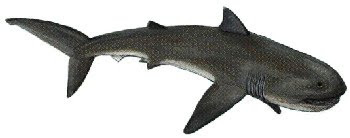 TUBARÃO MEGA BOCA, CARACTERÍSTICAS GERAIS DO TUBARÃO MEGA BOCA