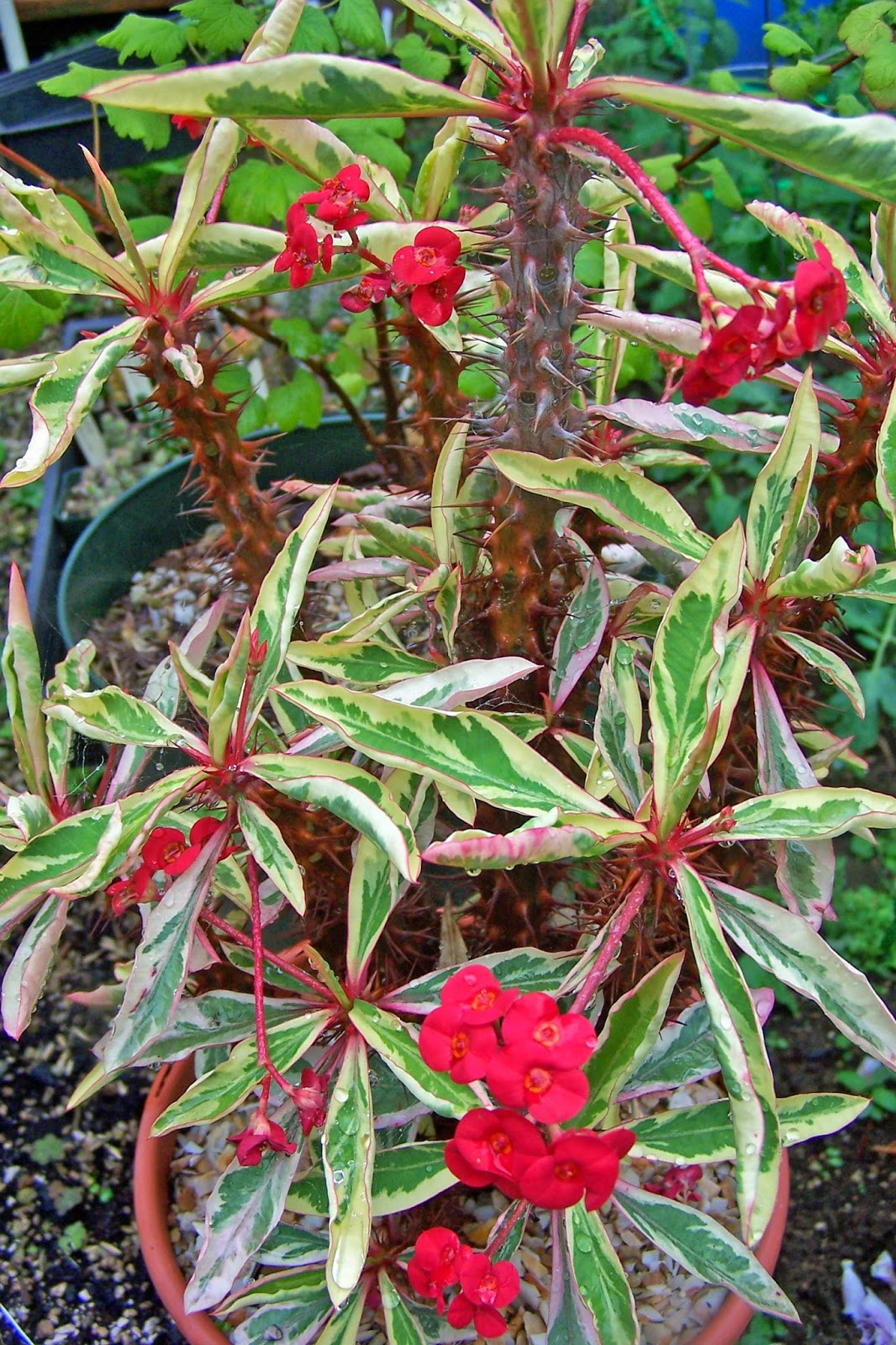 Oregon Cactus Blog: Euphorbia milii 'Fireworks'
