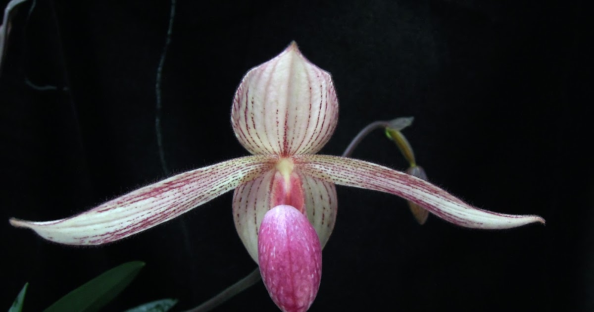 摩卡拖鞋 Moccha Slippers: 粉紅怪物 (Paph. Delrosi)