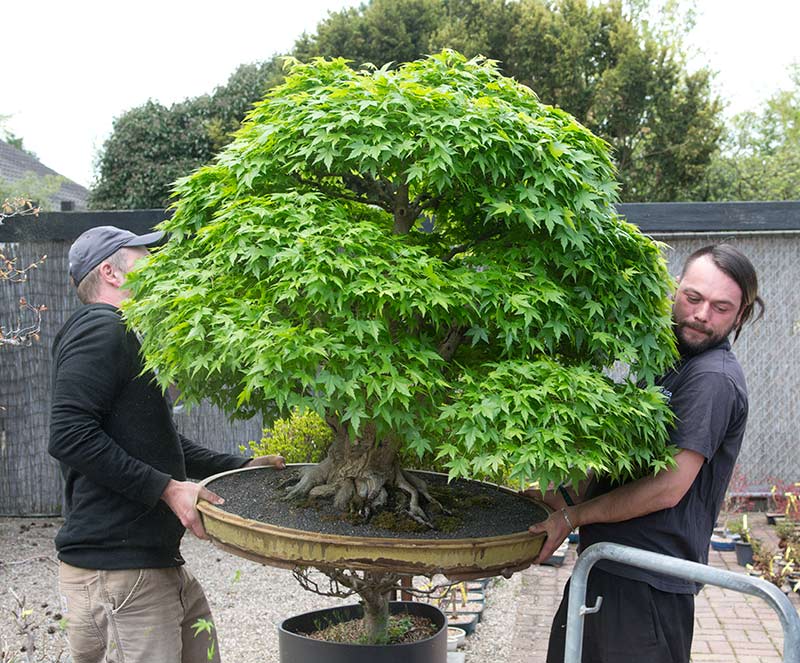 Walter Pall Bonsai Adventures: The big maple comes back home