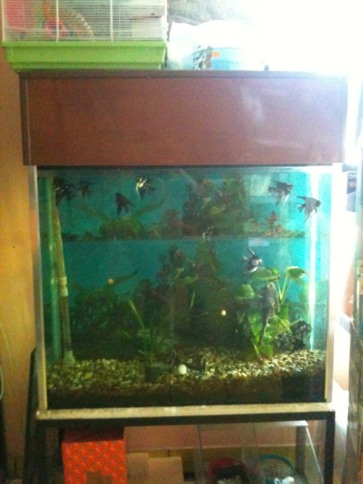 Pet Shop Resita: Pesti exotici