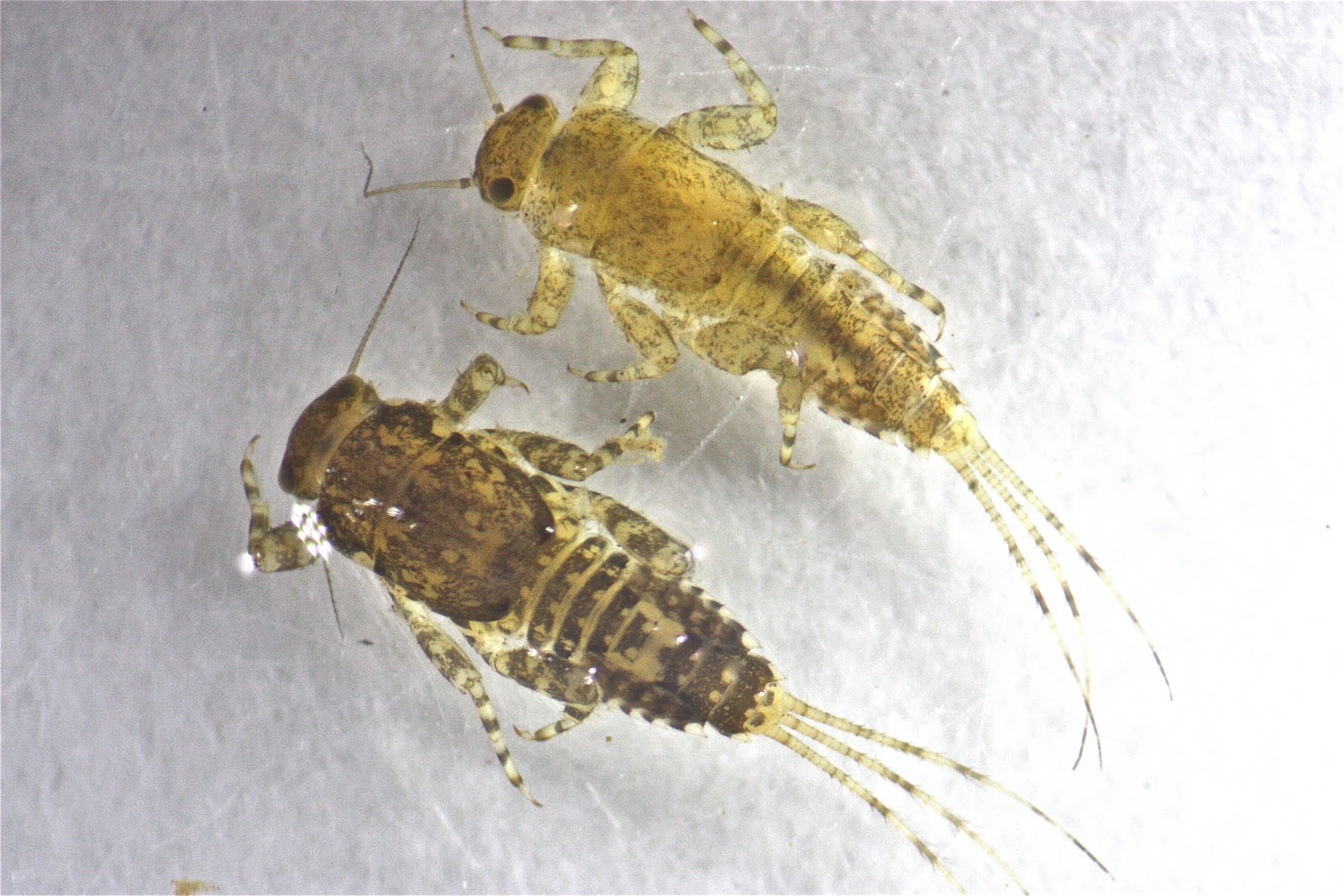Aquatic Insects of Central Virginia: Rapidan River off Graves Mill Rd ...
