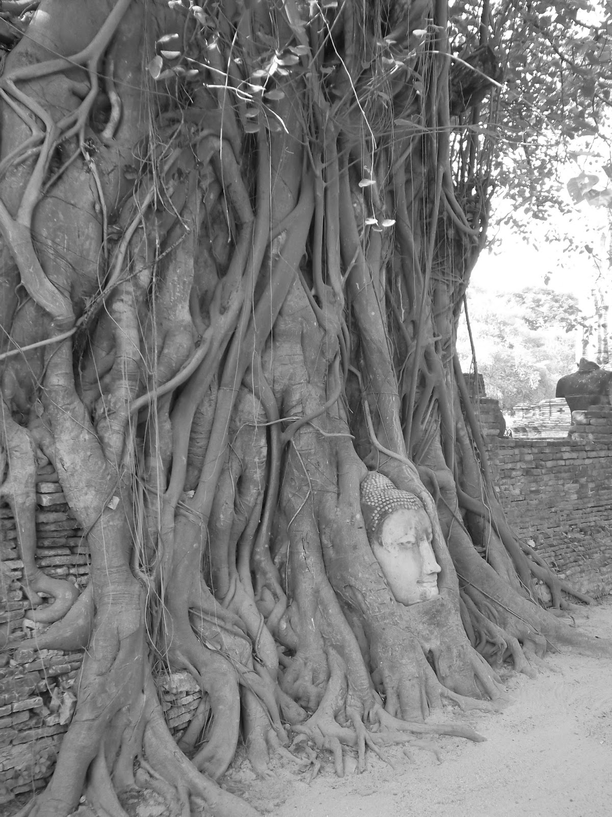 jouljet: Buddha In A Bodhi Tree