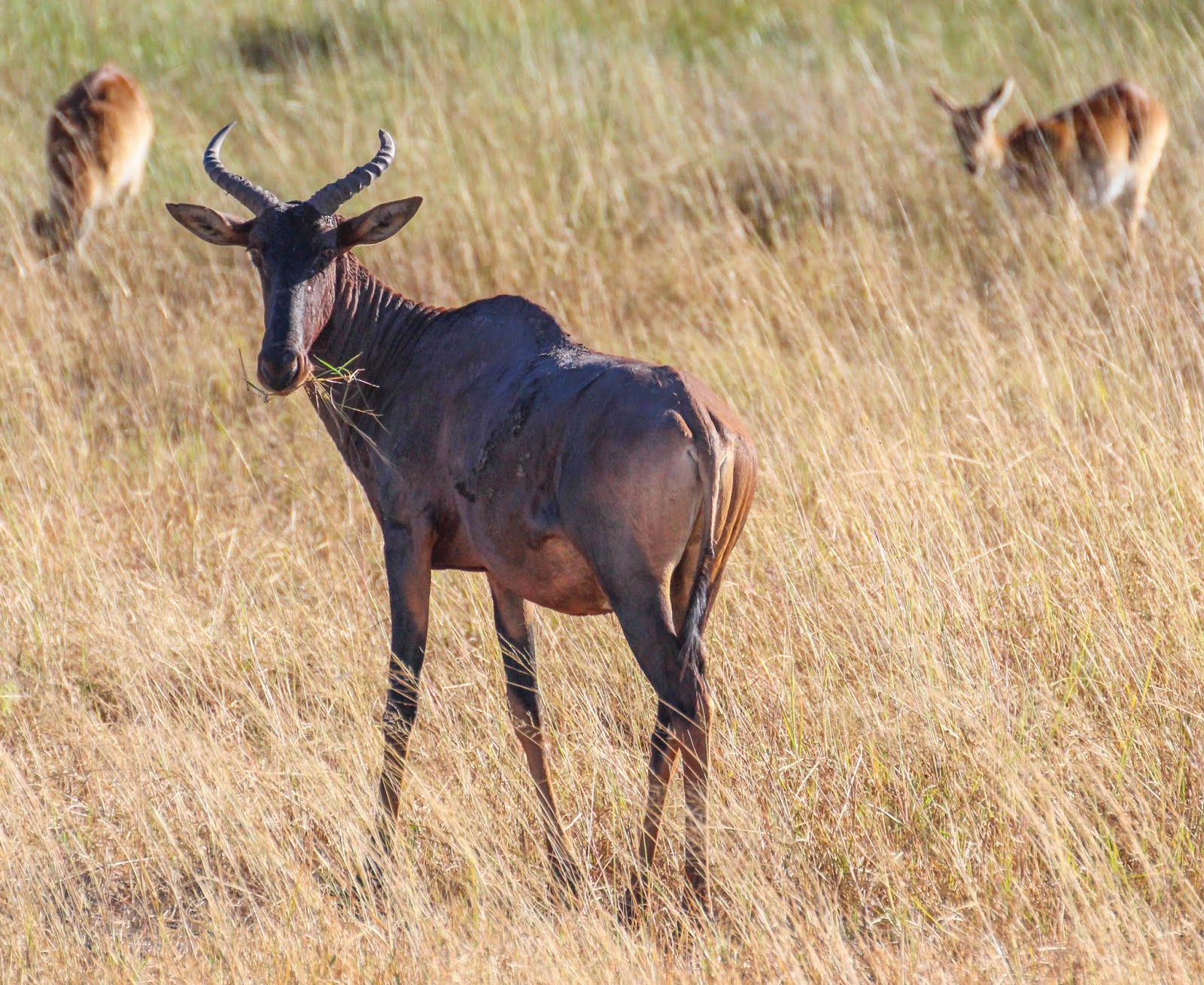 Cannundrums: Common Tsessebe