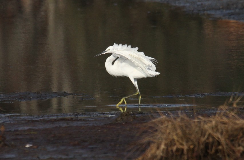 New England Coastal Birds: "Three Days of Winter Seabirding on Cape Cod ...