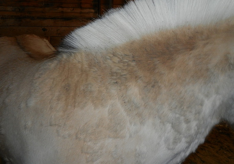 Willows Edge Farm: Crisis Time: Equine Pemphigus Dermatitis