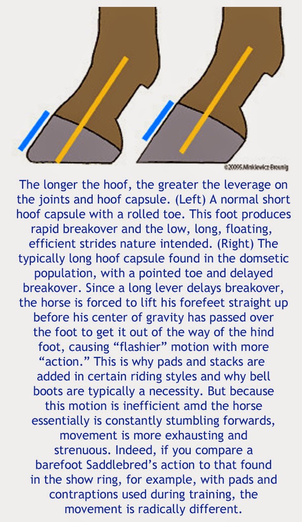 Musings at Minkiewicz Studios LLC: Steppin' Out: Hooves From An ...