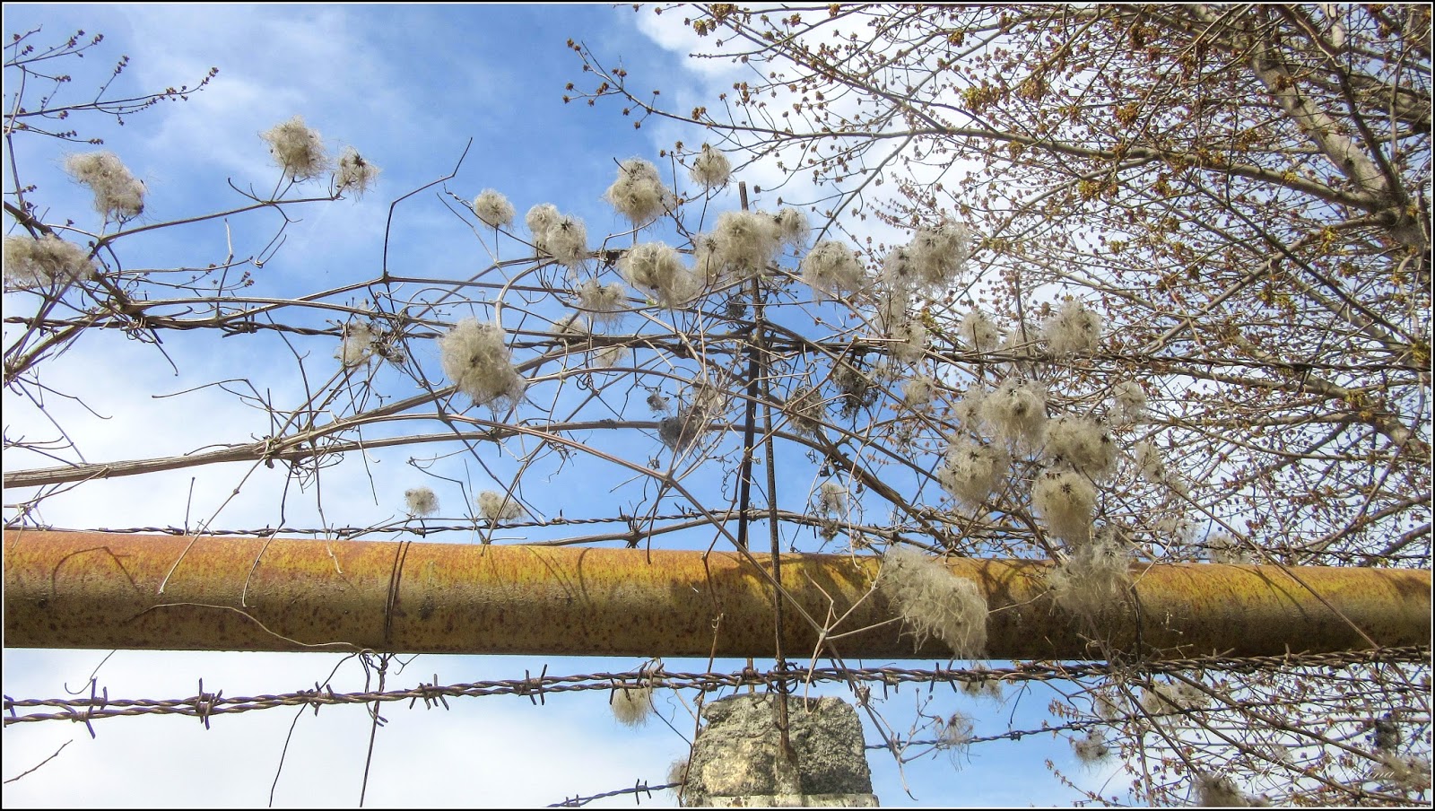 Lumea văzută din Turda: Curpen de pădure (Clematis vitalba)