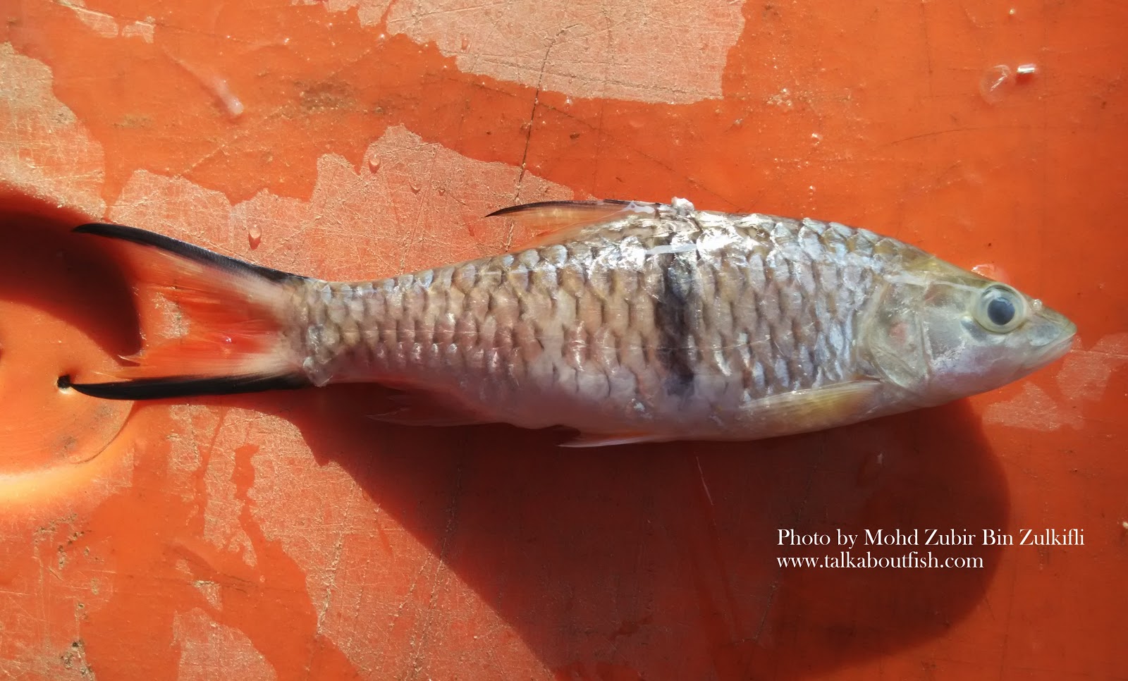 Cyprinids (Barbs) - Talk About Fish