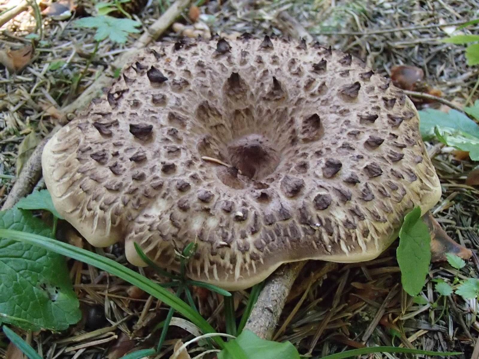 MOJA MENAŻERIA : Las po weekendowym najeździe