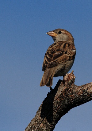 Animales: El gorrión