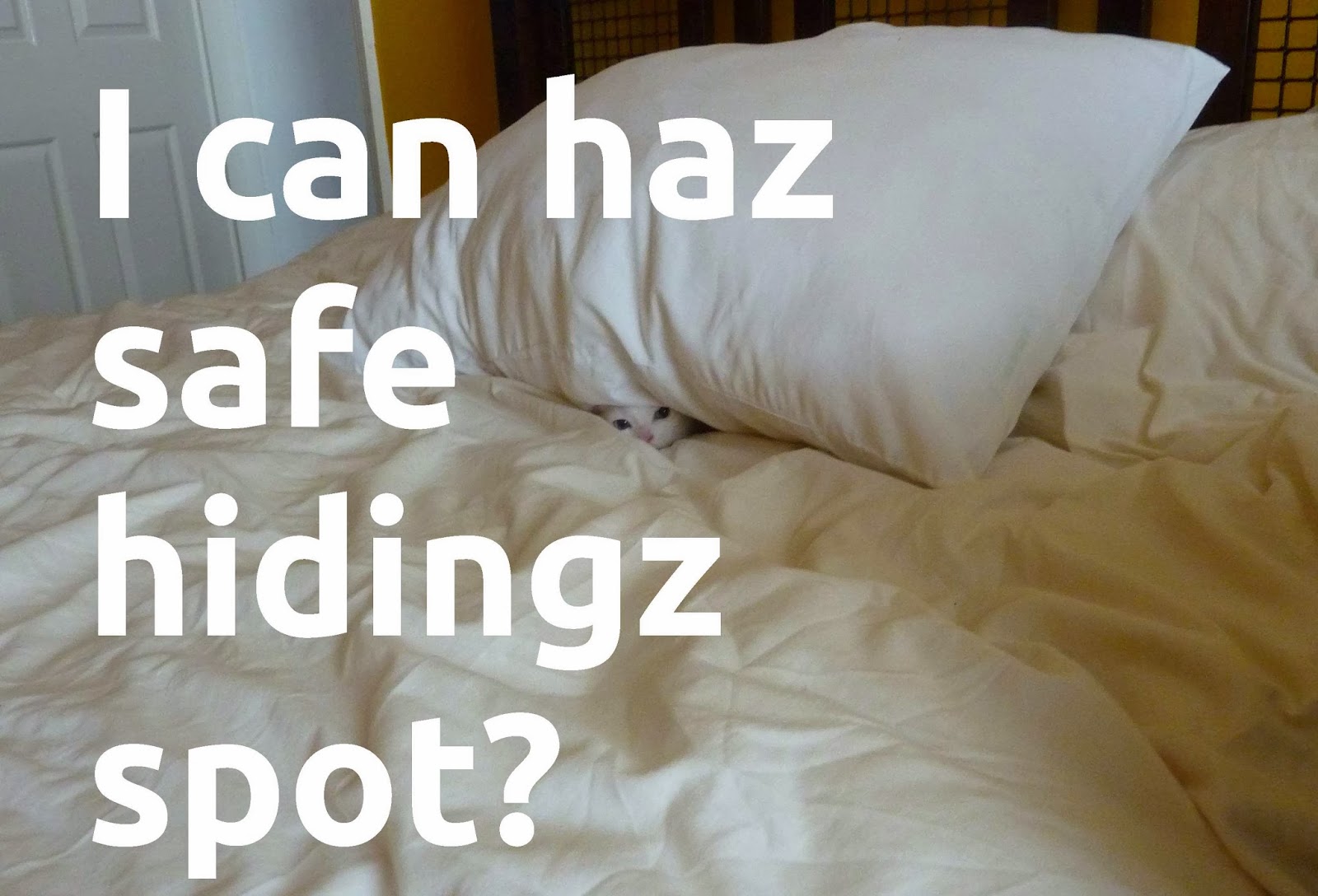 Great Cats Be Funny BLOG: Funny cat memes & awesome cat maze