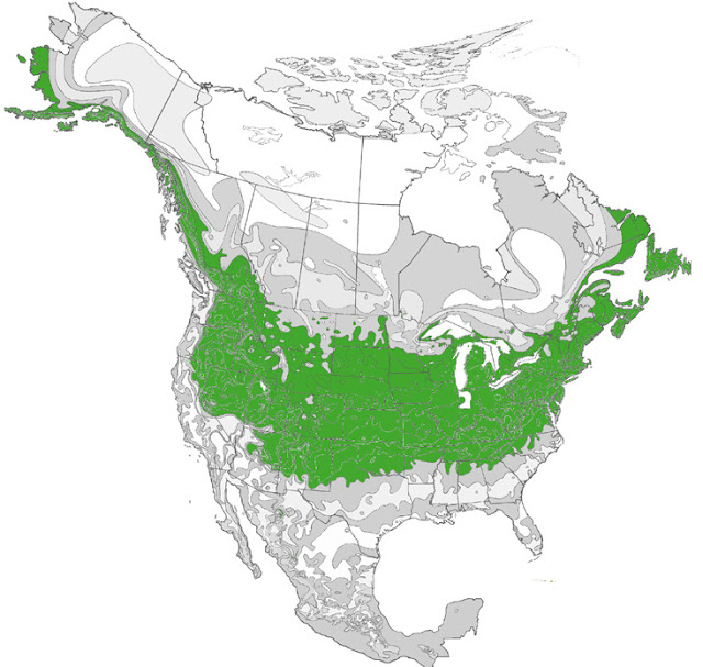 Beechwood Landscape Architecture and Construction: Weeping Canadian ...