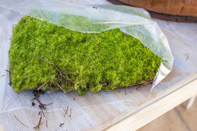 The Polished Pebble: Live Moss Centerpiece DIY