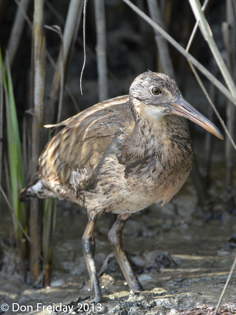 The Freiday Bird Blog: Mud